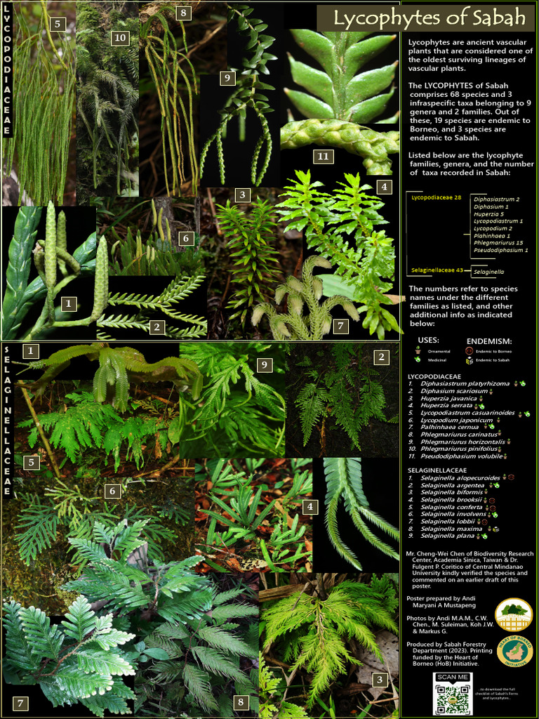 Lycophytes Checklist of Sabah | PDF | Botany | Plants