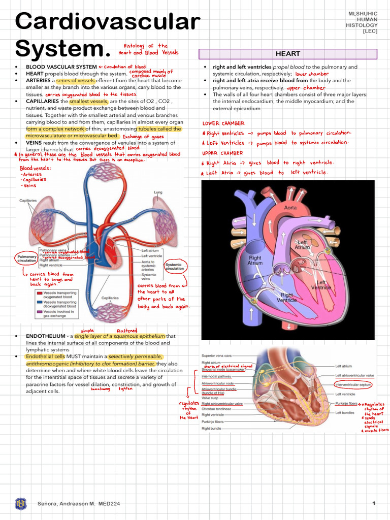 MLSHUHIC - Lesson 4 - The Cardiovascular System | PDF | Artery | Capillary