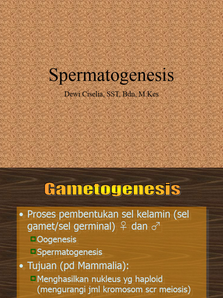 Proses Spermatogenesis pada Mammalia | PDF