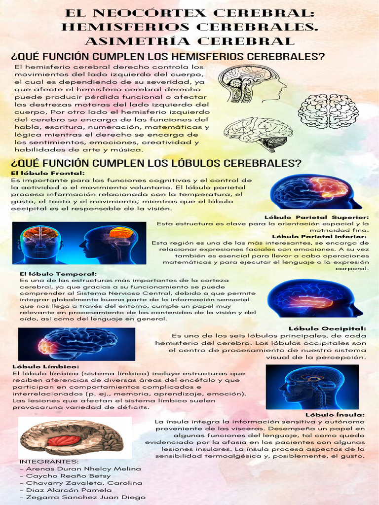 El Neocórtex Cerebral: Hemisferios Cerebrales. Asimetría Cerebral | PDF | Cerebro | Hemisferio ...