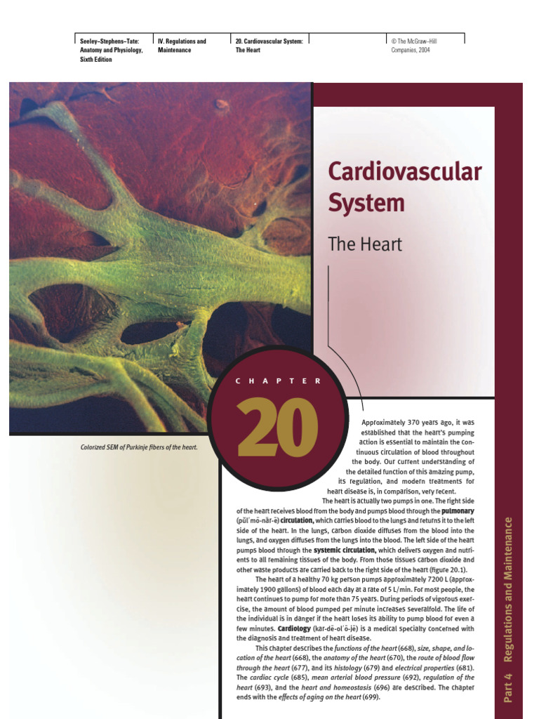 20 Cardiovascular System The Heart | PDF | Heart Valve | Coronary ...