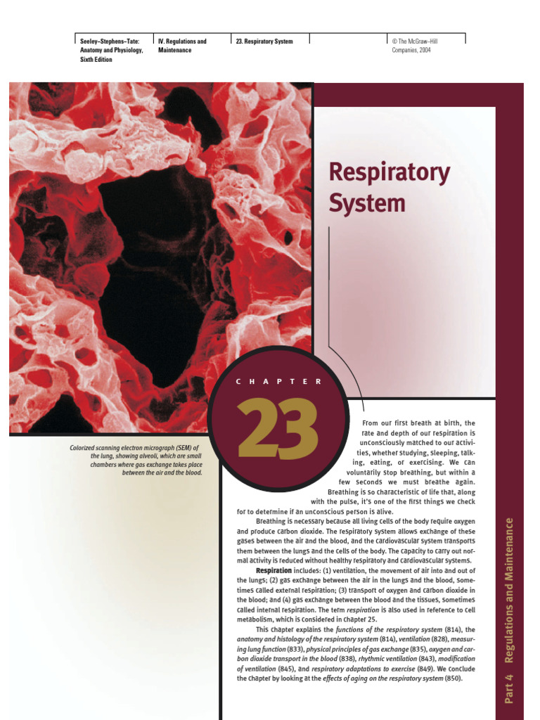 Respiratory System Functions and Anatomy | PDF | Respiratory Tract | Larynx