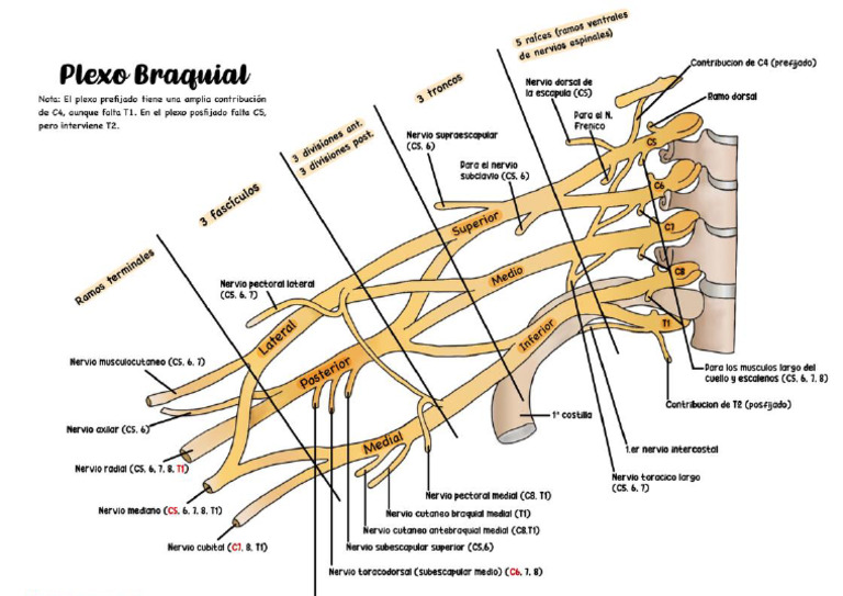 Plexo Braquial | PDF