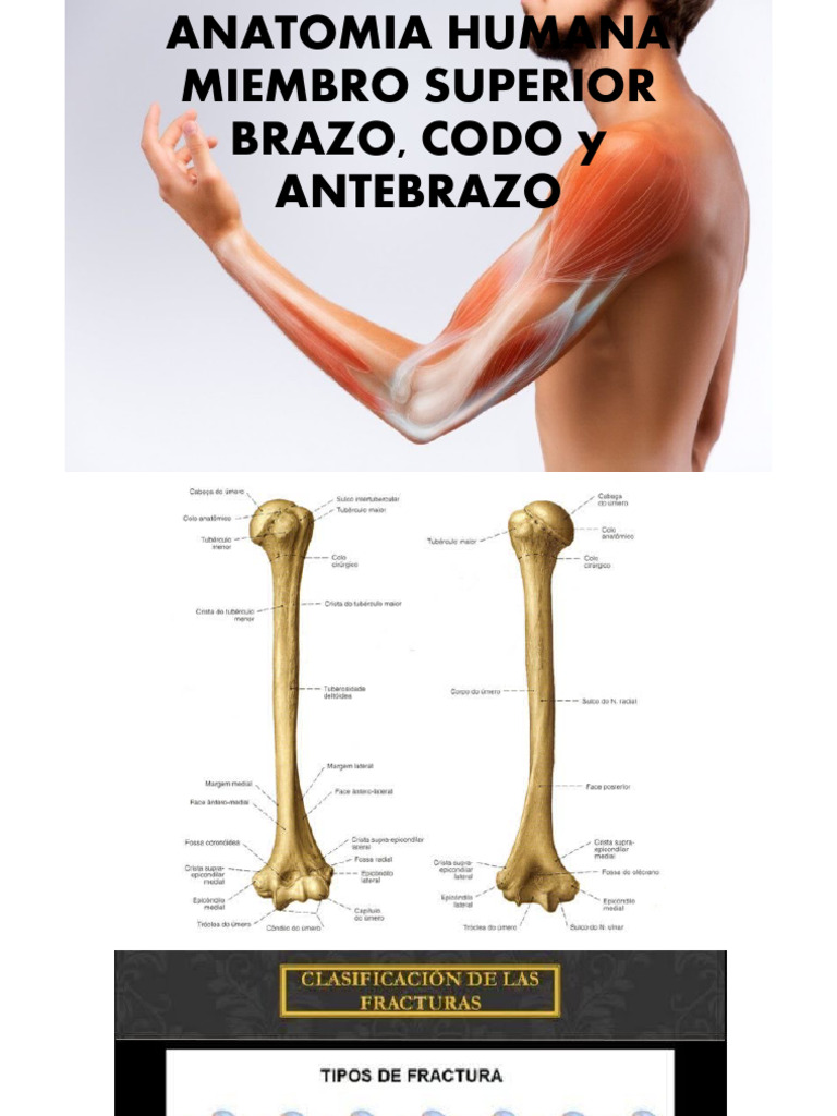ANATOMIA | Descargar gratis PDF | Codo | Extremidades (anatomía)