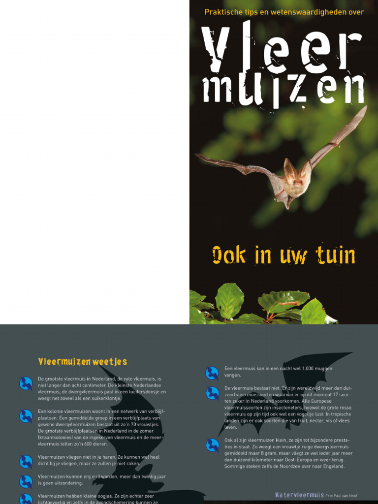 Vleermuizen Ookinuwtuin2019 Webversie 0 | PDF