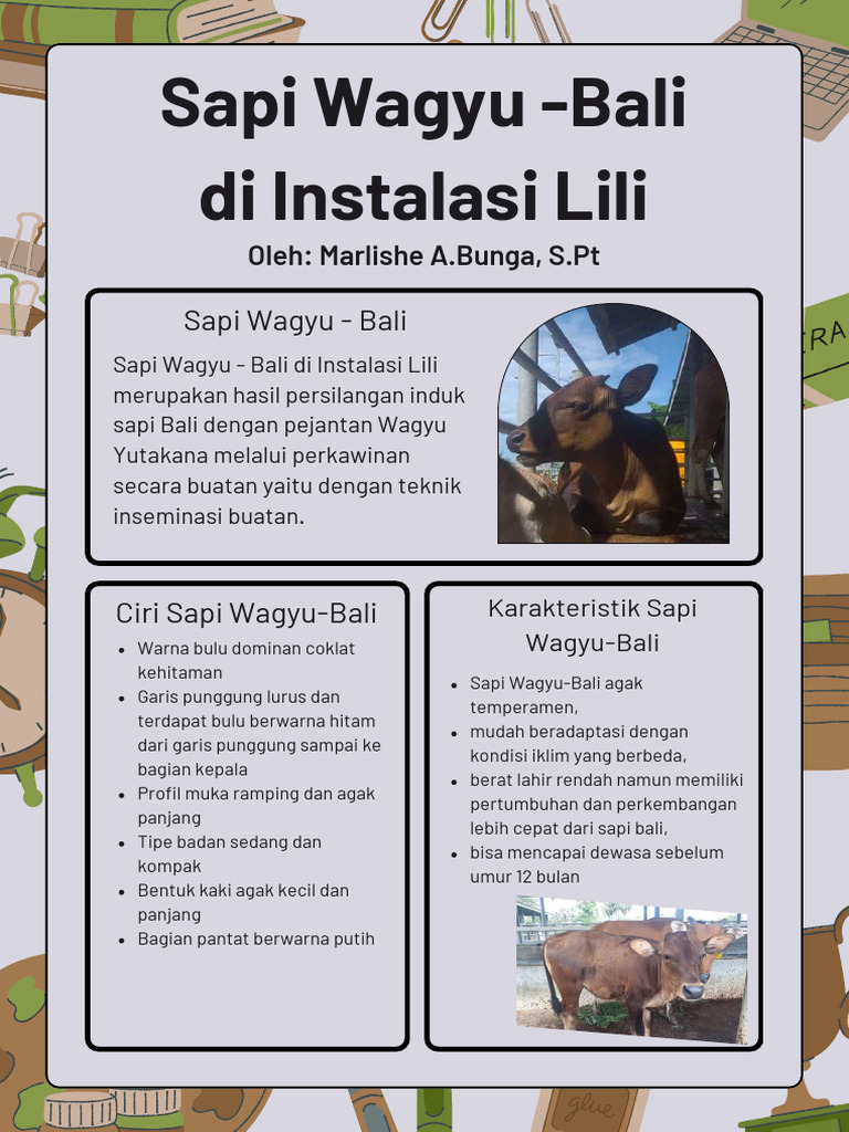 Mengenal Sapi WAGYU-BALI | PDF