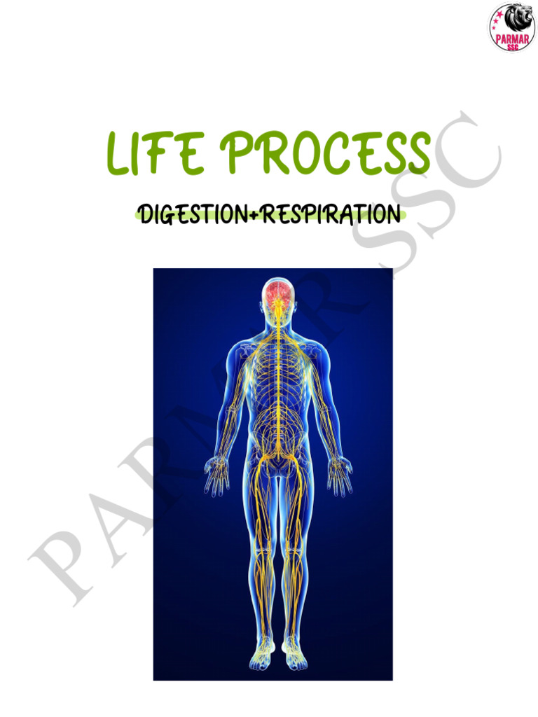 Digestion and Respiration | PDF | Stomach | Digestion