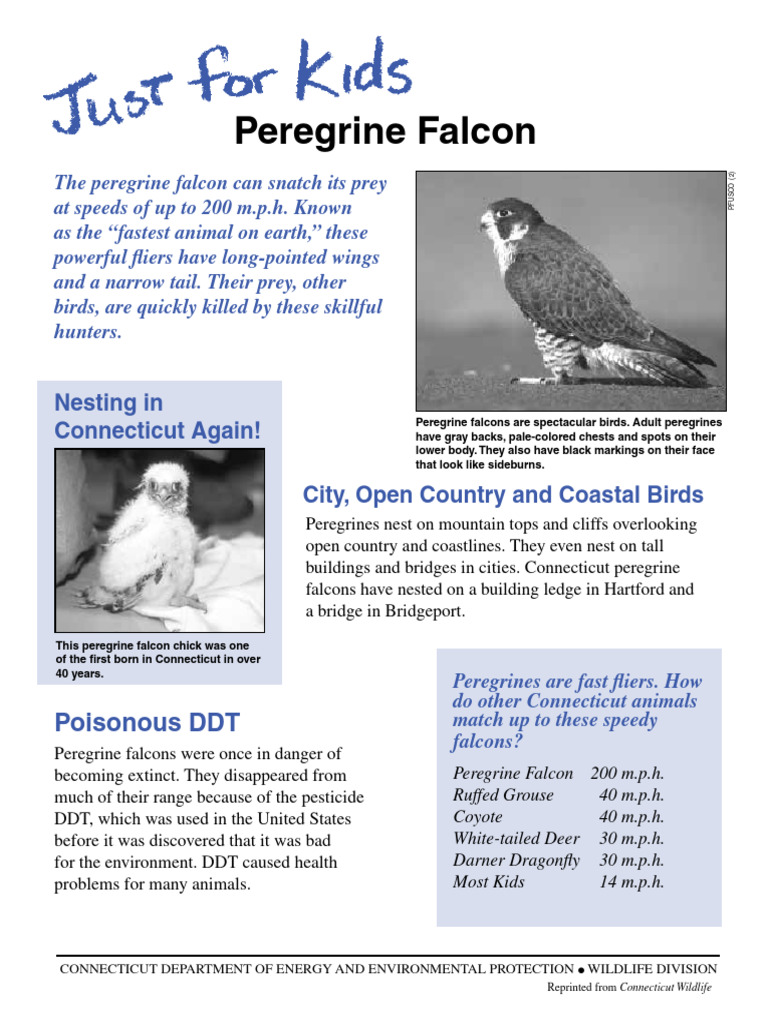 Peregrine Falcon Kids Page | PDF | Birds | Zoology