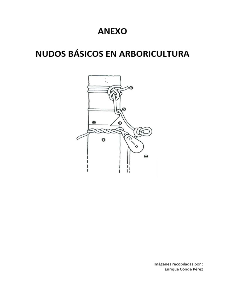 Nudos Basicos | PDF | Nudo | Cuerda