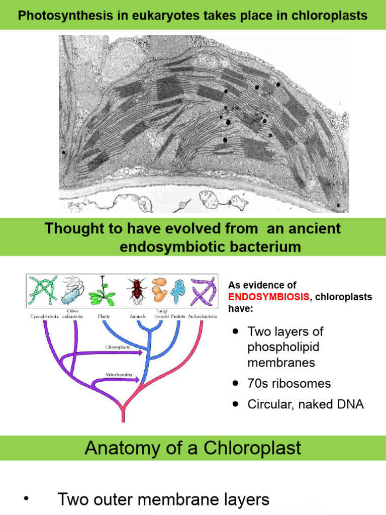 Structure of Chloroplasts | PDF