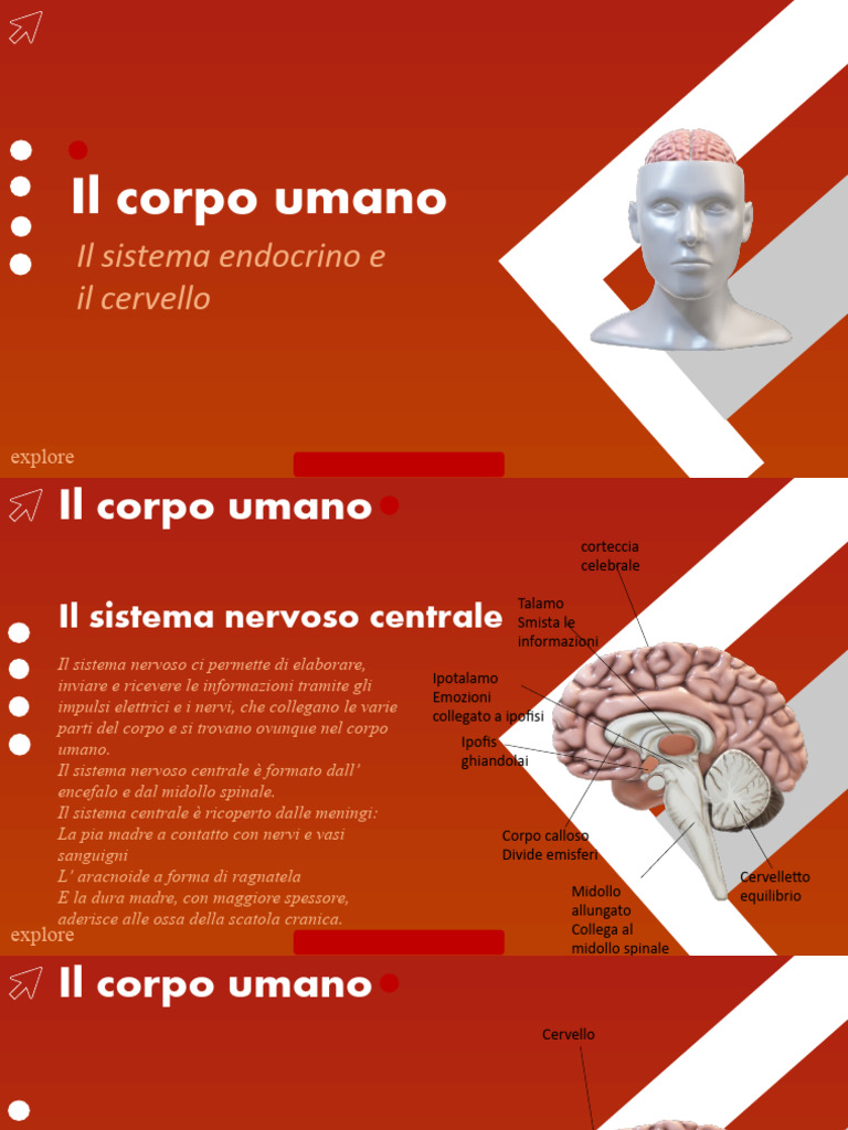 Il Corpo Umano | PDF