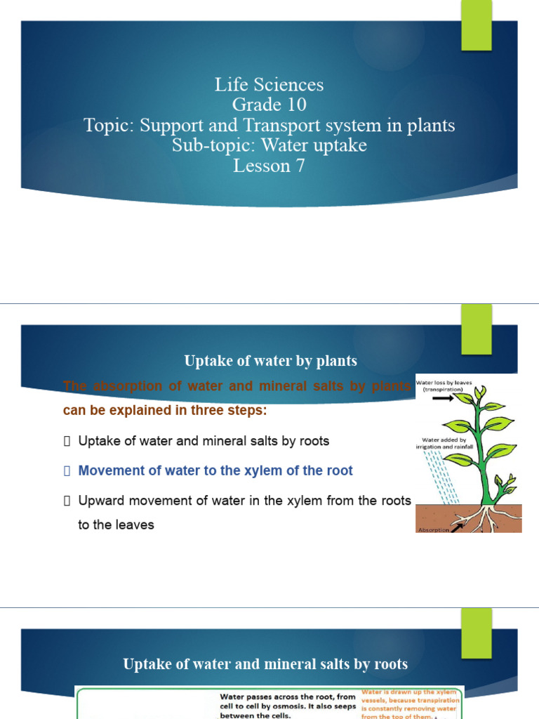 Life Sciences Gr.10 Lesson 48 Support and Transport System in Plants ...