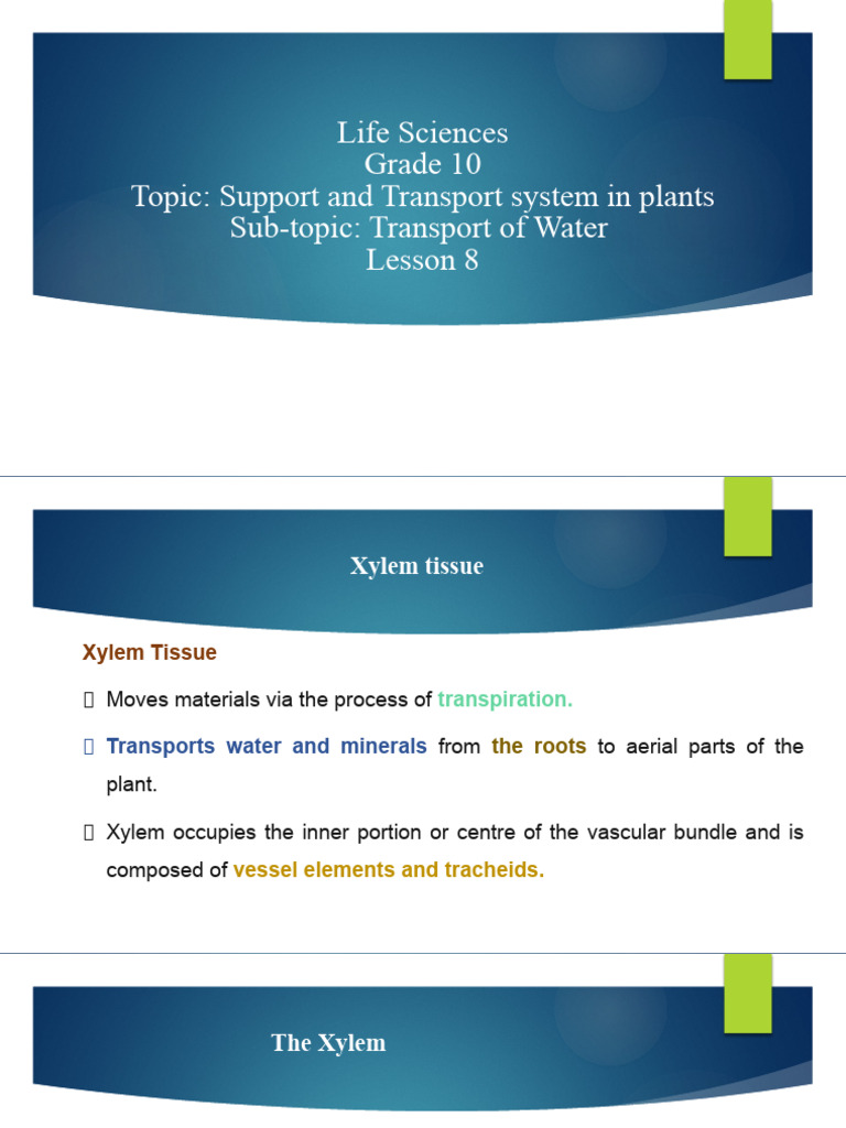 Life Sciences Gr.10 Lesson 49 Support and Transport System in Plants ...
