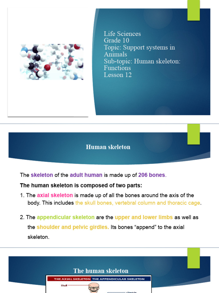 Life Sciences Gr.10 Support Systems in Animals. Functions of Human ...