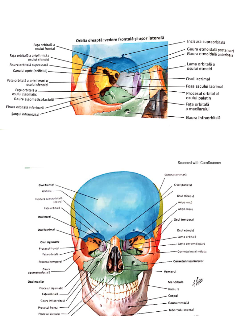 Planse Anatomice | PDF