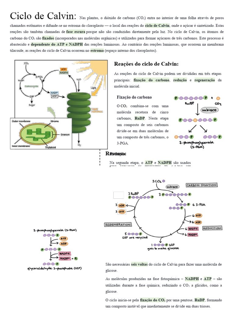 Ciclo de Calvin - resumo | PDF | Metabolismo | Fotoquímica