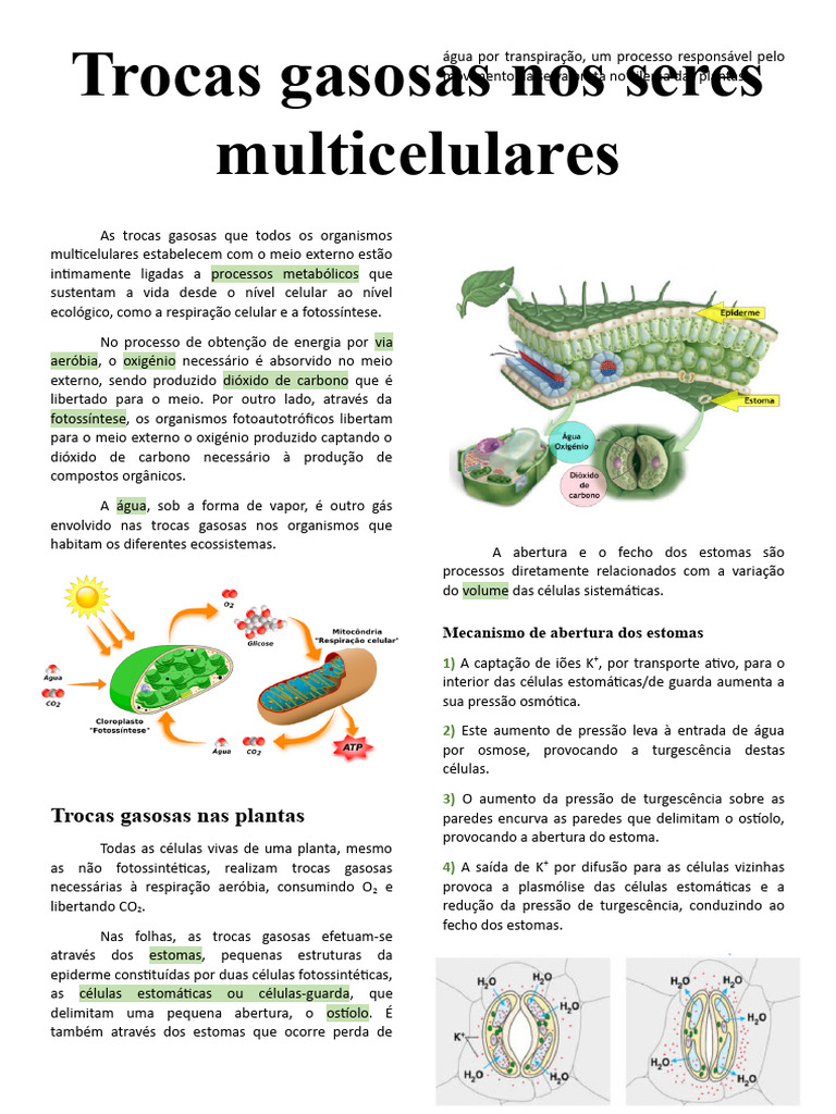 Trocas Gasosas em Organismos Multicelulares | PDF | Respiração | Estoma