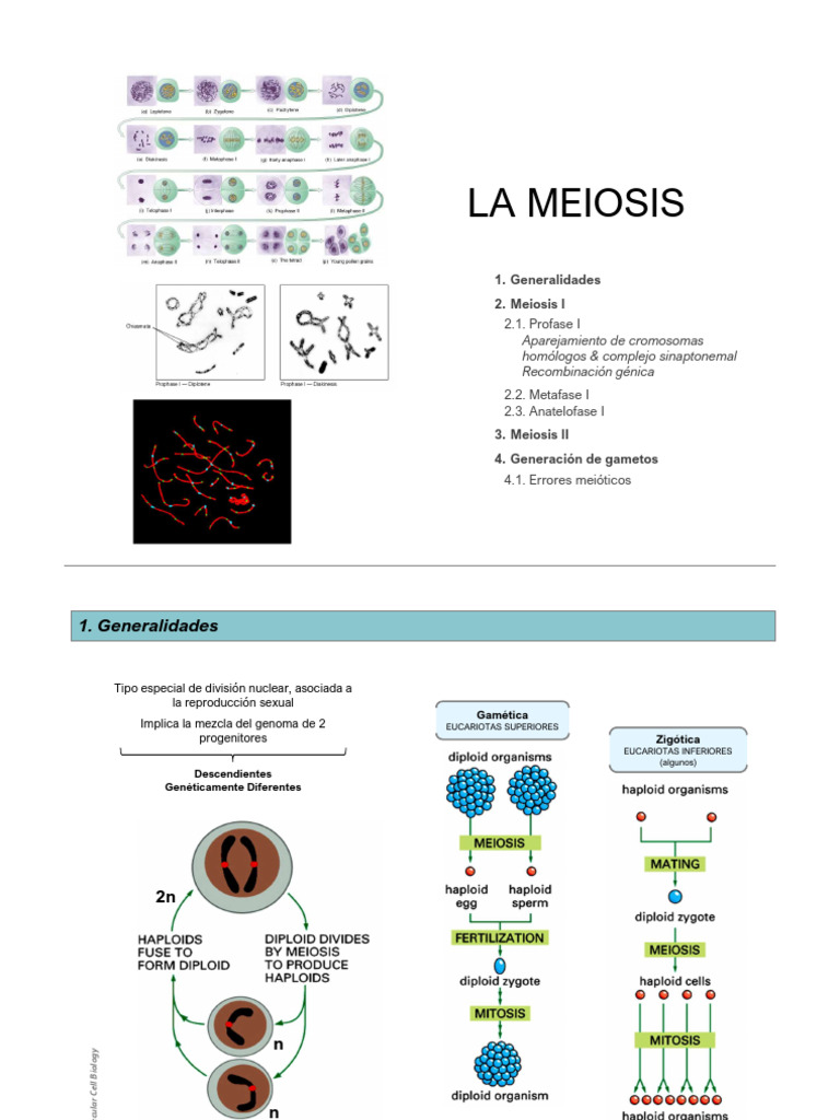 Guía Completa de la Meiosis | PDF | Mitosis | Nucleo celular