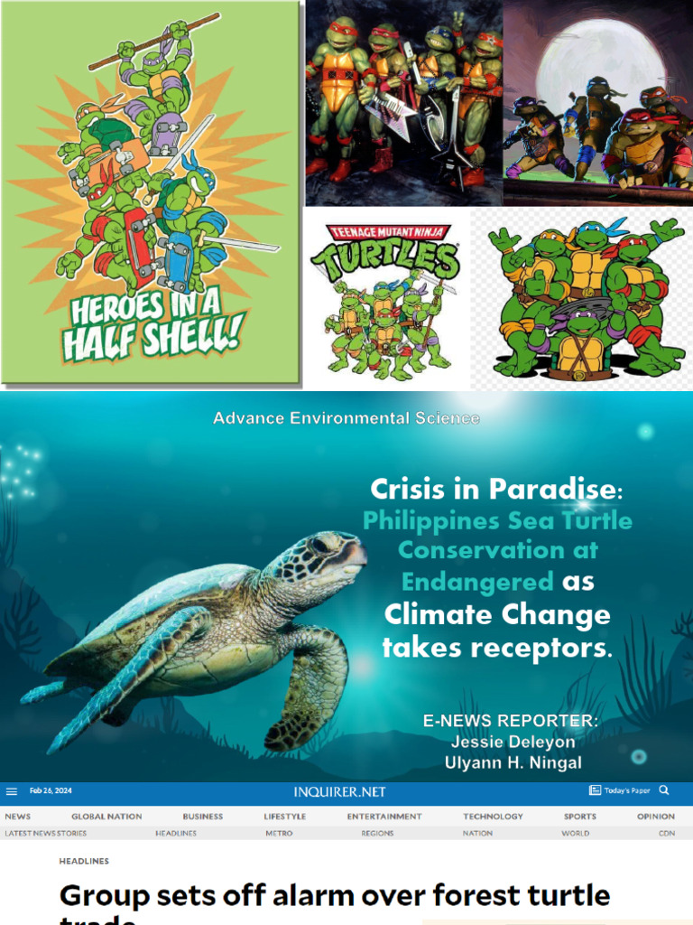 E-News Envi Scie - Turtle | PDF | Sea Turtle | Sea