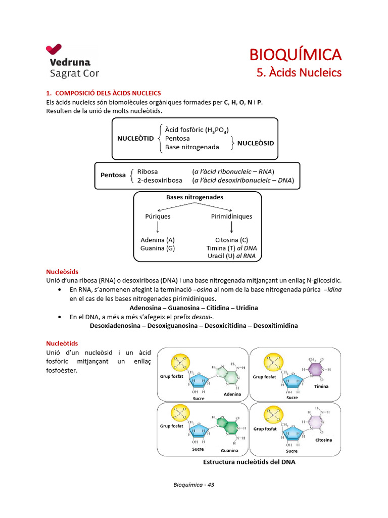 Bioquímica - ÀCIDS NUCLEICS | PDF