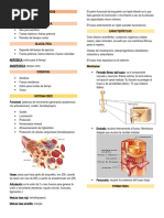 Anatomía de la Fisis y su Función | PDF | Hueso | Cartílago