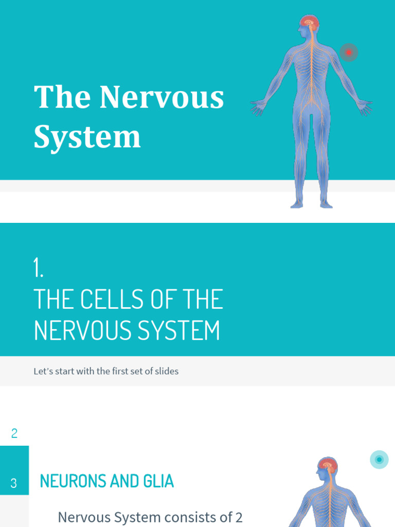 Chapter 2 Nervous System | Download Free PDF | Neuron | Axon