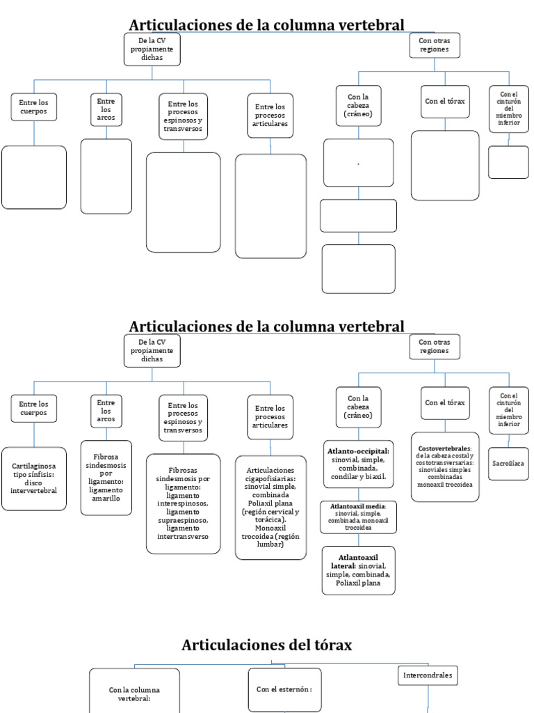 Cuadros de Articulaciones Esq Tronco 021 Hilda | Descargar gratis PDF | Tórax | La columna vertebral