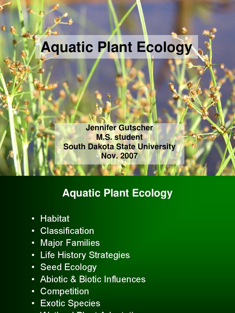 Aquatic Plant Ecology | Wetland | Soil