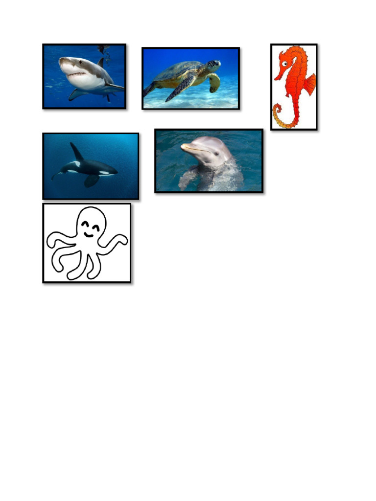 Seaanimal Sheet | PDF