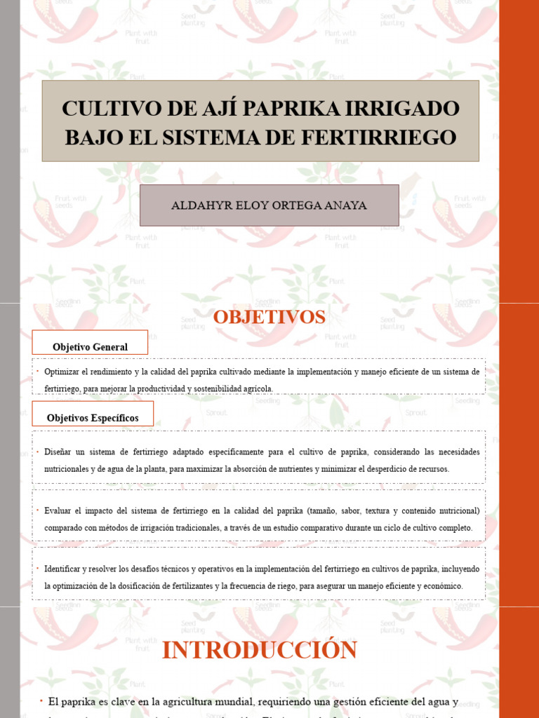 Cultivo de Ají Paprika Irrigado Bajo El Sistema - Fertilidad | PDF | Riego | Agricultura