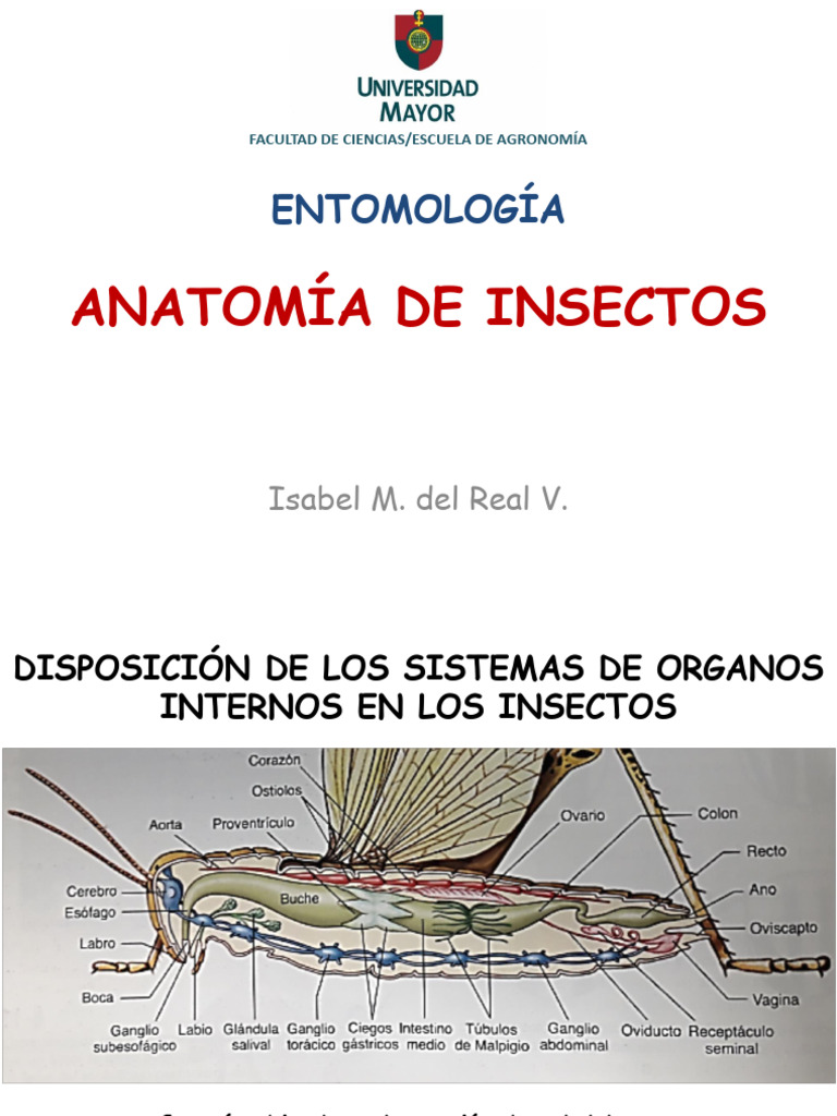 Presentación 4. Anatomía de Insectos. | PDF | Sistema digestivo humano | Insectos