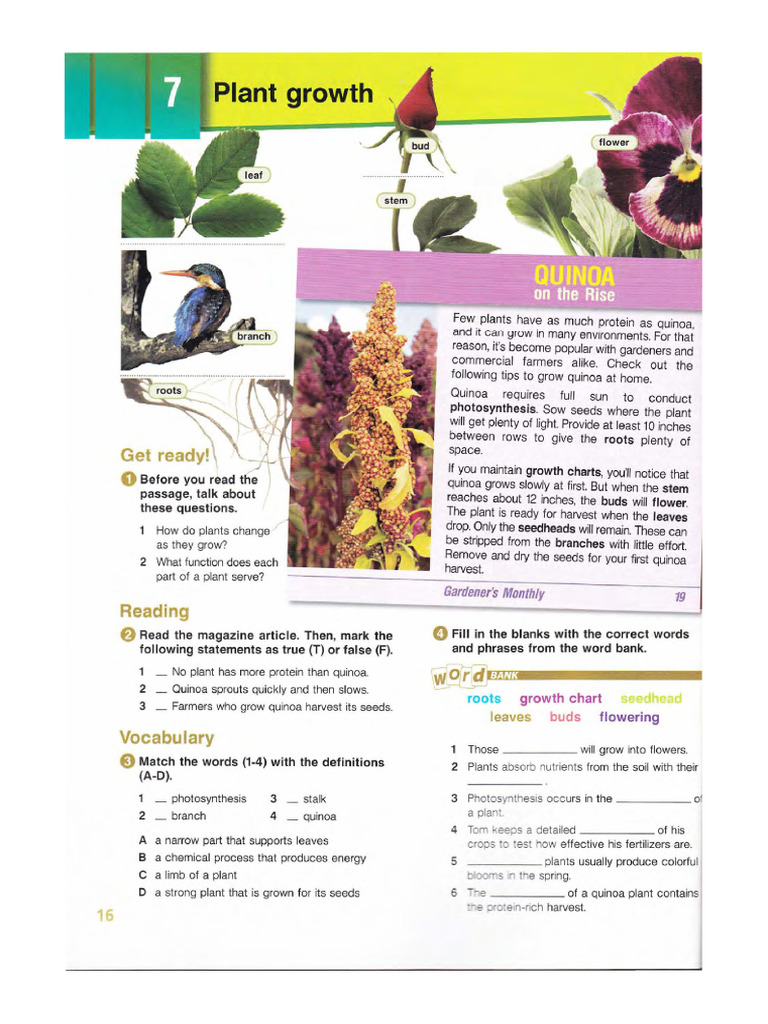 7 Plant Growth | PDF