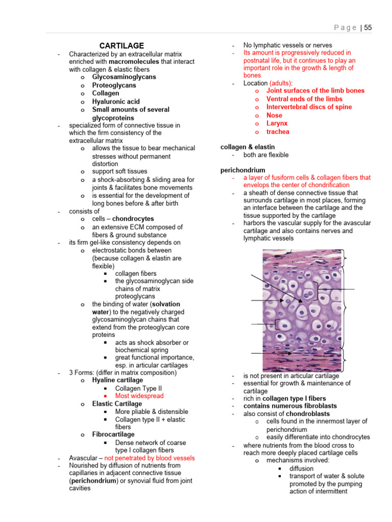 Cartilage | Download Free PDF | Cartilage | Extracellular Matrix