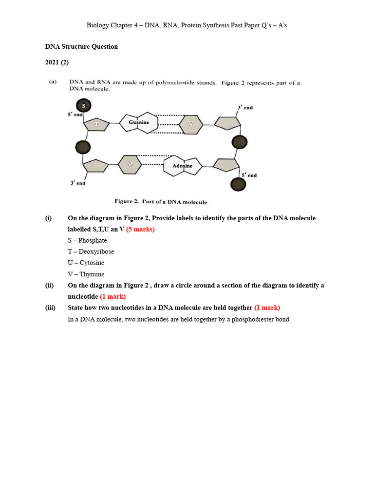 BIOLOGY Chapter 4_ DNA, RNA, Protein Synthesis Past Paper Q's + A's ...