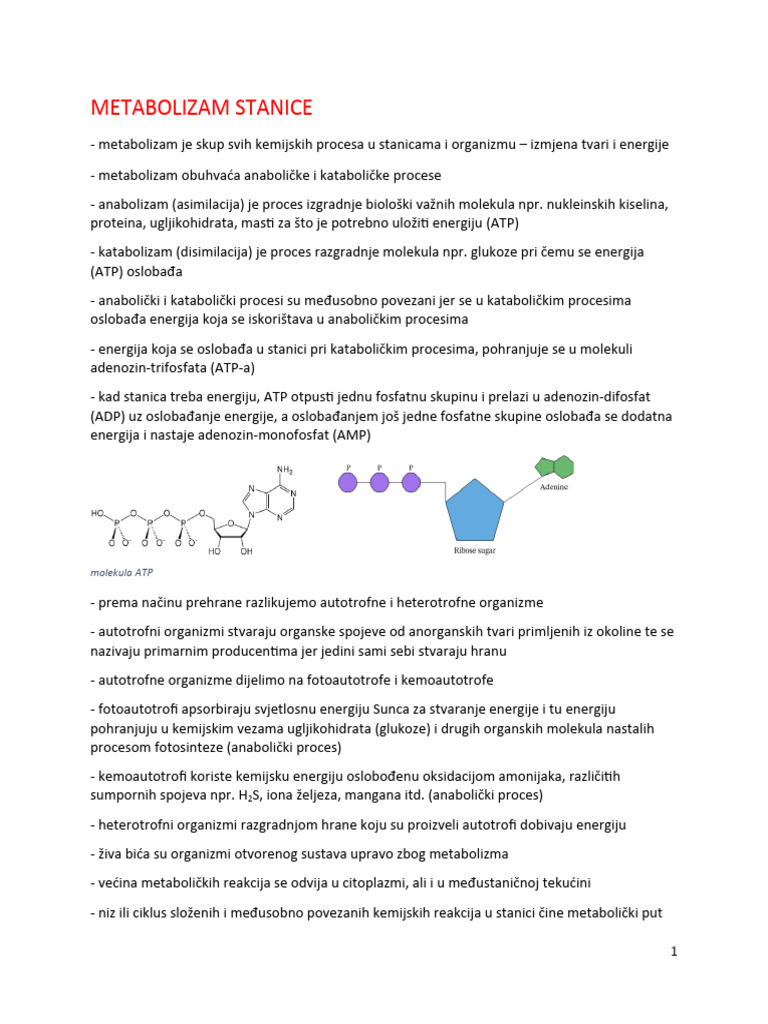Metabolizam Stanice | PDF