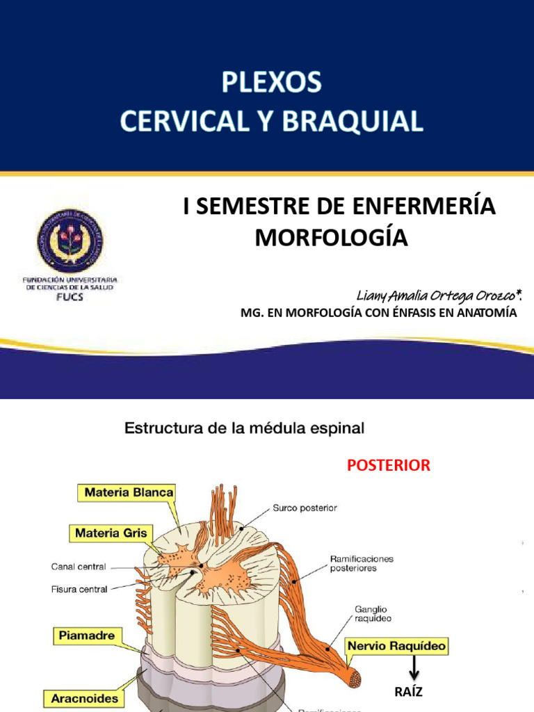 Anatomía del Plexo Cervical y Braquial | PDF | Neuroanatomía | Anatomía ...