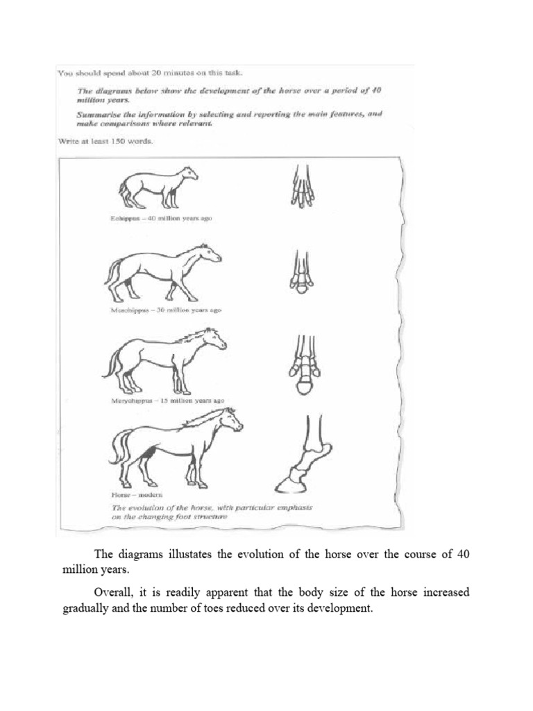 Horse Process | PDF