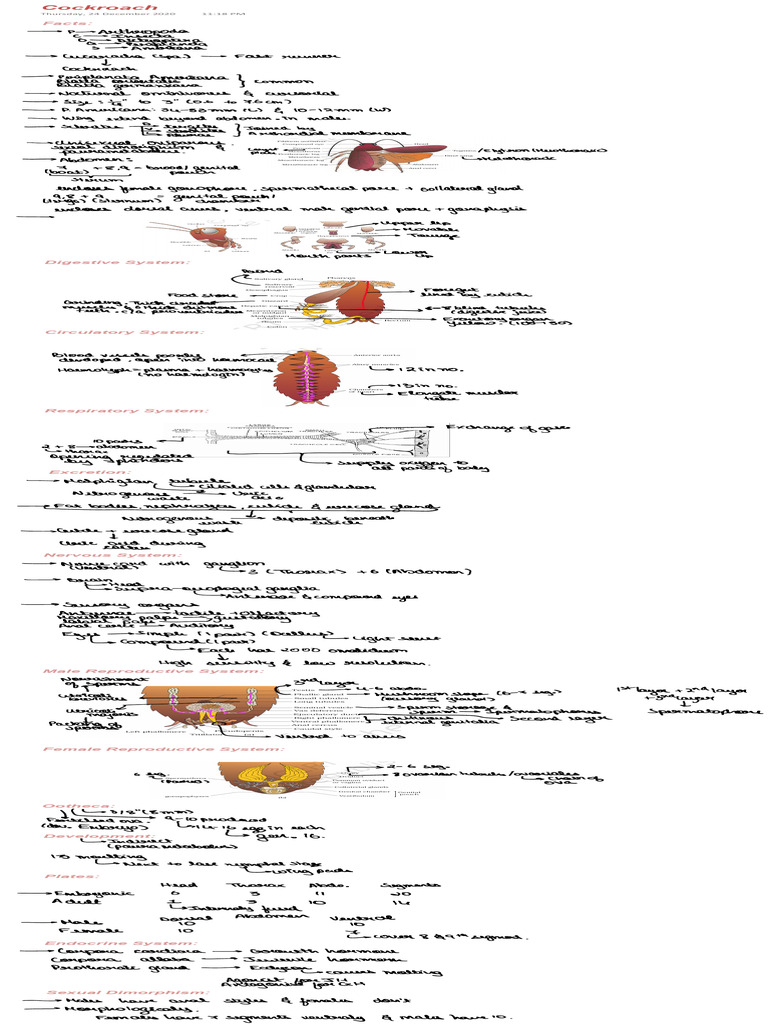 Cockroach Biology Overview for NEET | PDF