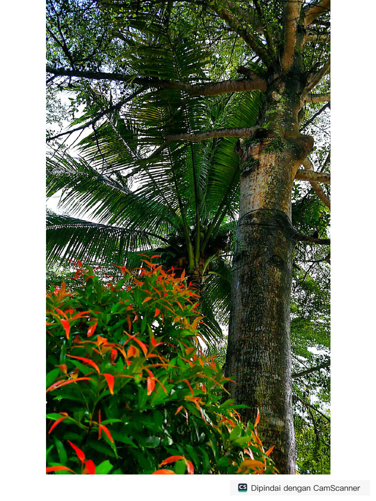 Foto Pohon Nyiur | PDF