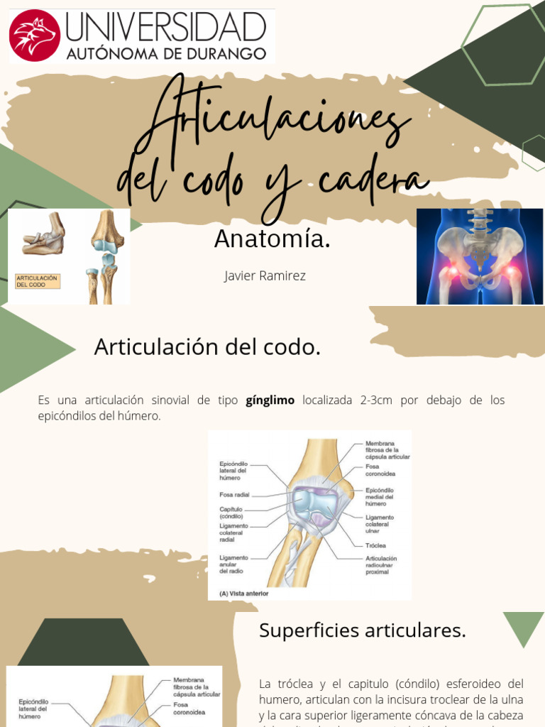 Anatomía de codo y cadera | PDF | Codo | Articulación