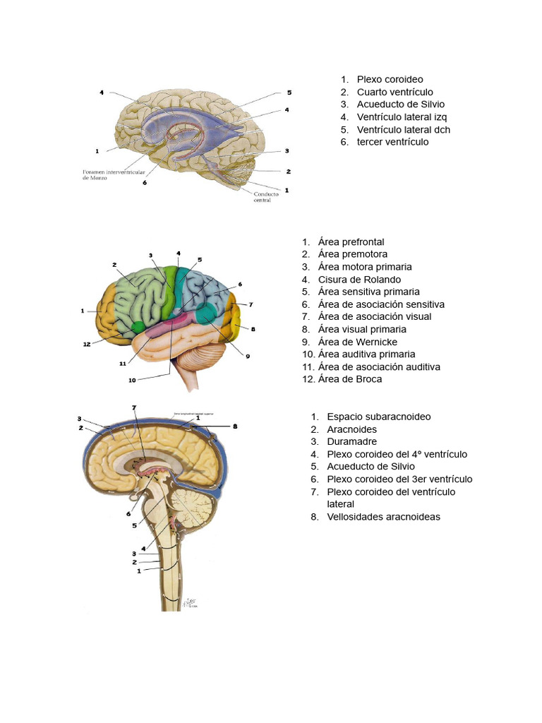 Anato - Autoevaluación Neuro2 | PDF