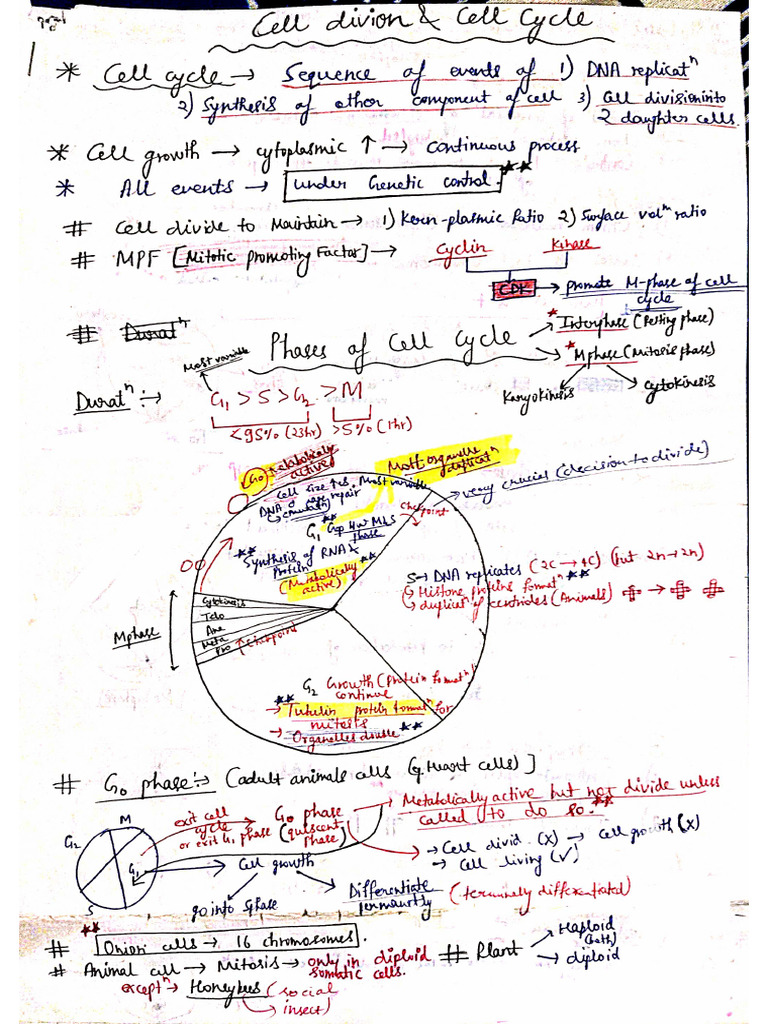 Cell Cycle PDF | PDF