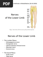 Mnemonics for Skeleton & Muscles | PDF | Human Leg | Foot