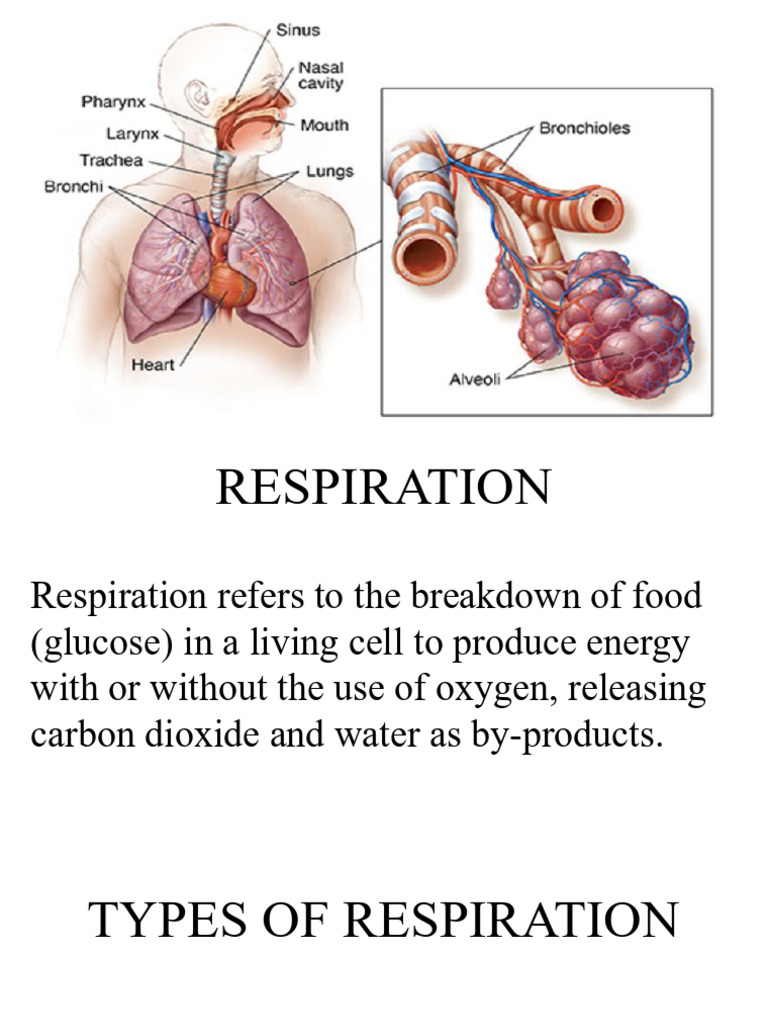 The Respiratory System | PDF | Respiratory System | Breathing
