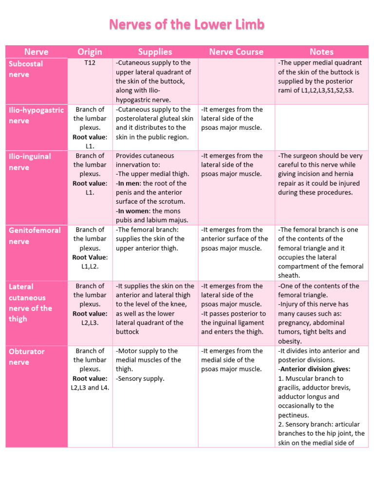 Lower Limb Nerves Overview | PDF | Human Leg | Human Anatomy