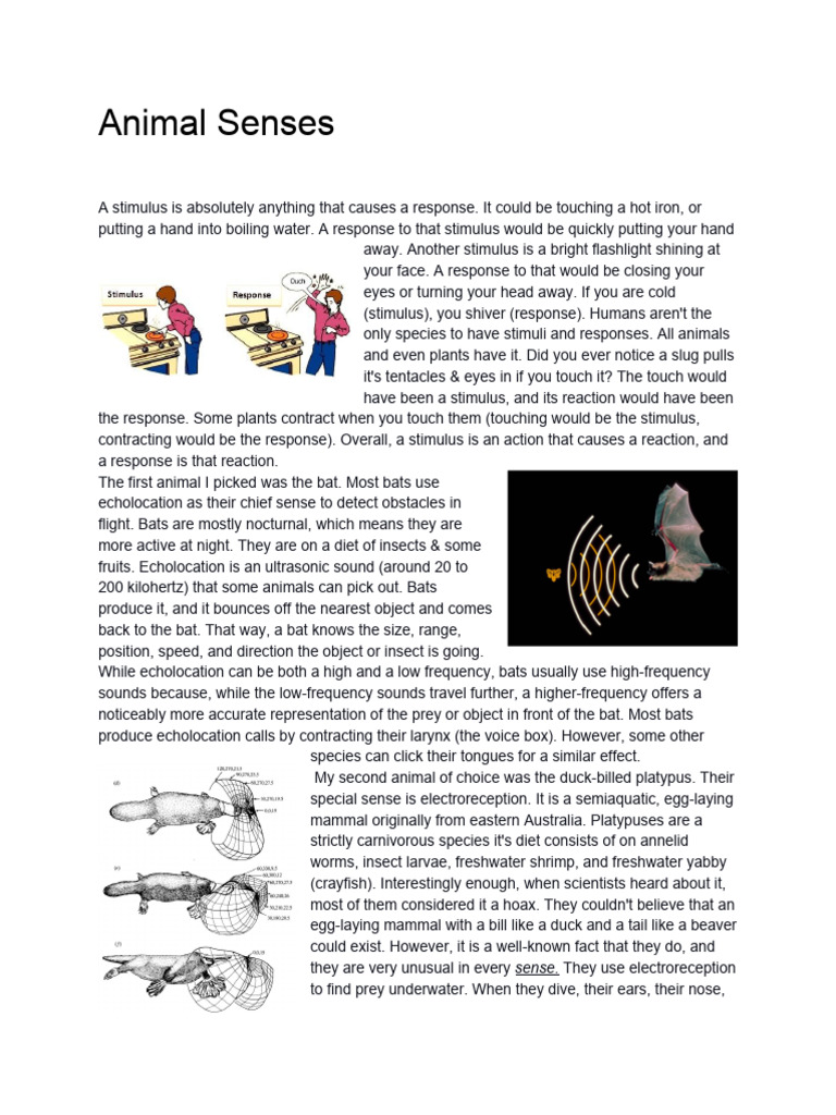 Animal Senses | PDF | Senses | Bat