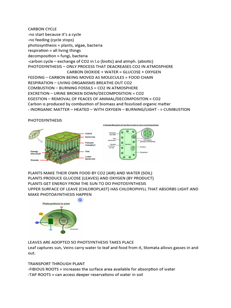 Carbon Cycle | PDF | Leaf | Photosynthesis