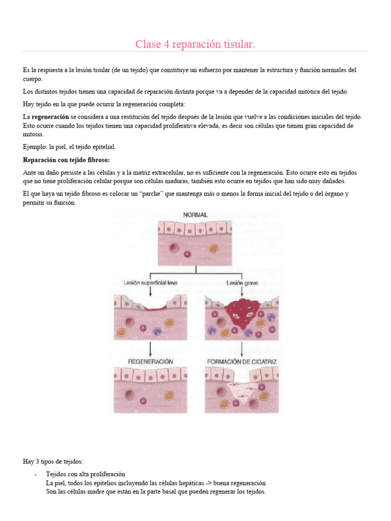 Clase 4 Reparación Tisular | PDF | Cicatrización de la herida ...