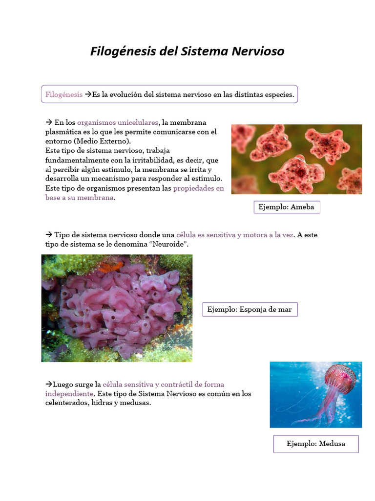 Clase 05 - Filogénesis y Embriología Del SN 2021 | PDF | Sistema ...