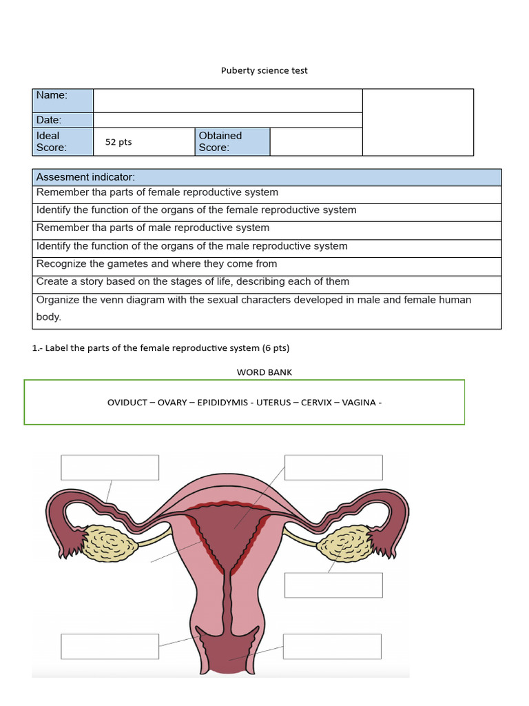 puberty science test | PDF | Reproductive System | Sexual Reproduction